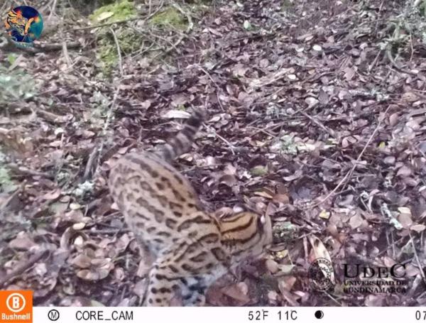Tigrillo lanudo: el desconocido felino que estudian en Colombia