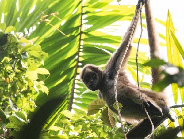 Las 10 increíbles especies que solo existen en Colombia