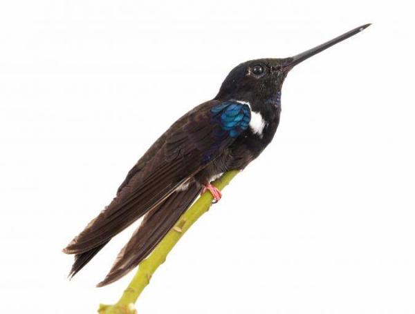 Las 10 increíbles especies que solo existen en Colombia