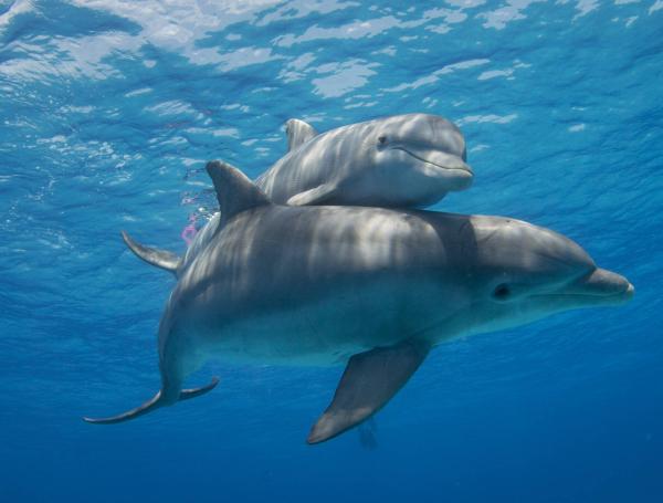 ¿Cómo saber si hay un tiburón cerca en la playa? La especie que le ...