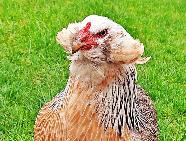 El caso de la gallina que pone huevos azules