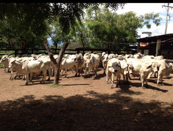 Felipe Rocha: ¿dónde están los $17.000 millones que captó en 11 años?