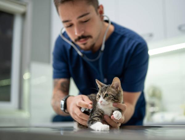 ¿Cómo es el asma en los gatos, los síntomas y su tratamiento?