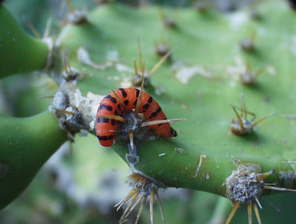 La palomilla que es una amenaza latente para los nopales en México