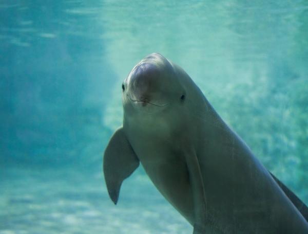 Turistas fueron testigos de cómo un grupo de delfines mató a marsopa ...
