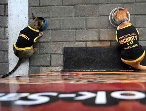 En fotos: gatitos en Filipinas se convierten en guardias de seguridad