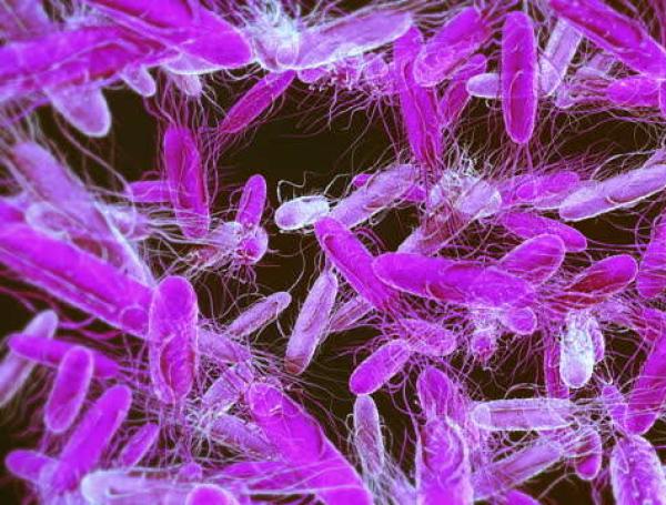 Bacteria Klebsiella en hospital de Tunja: confirman brote y anuncian ...