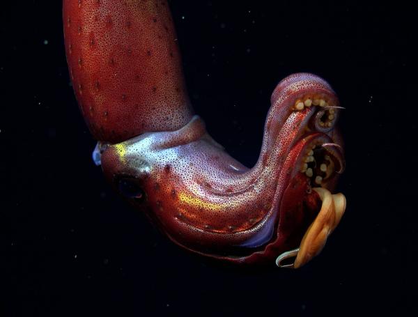Descubren dos nuevos arrecifes de coral y montes submarinos en Galápagos