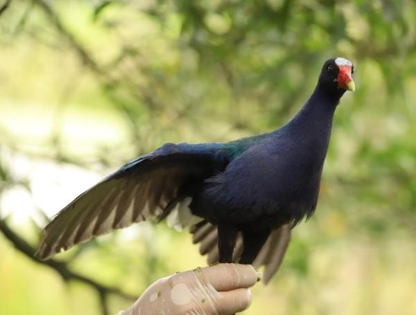 Gran festival gratuito en el parque Timiza, de Kennedy