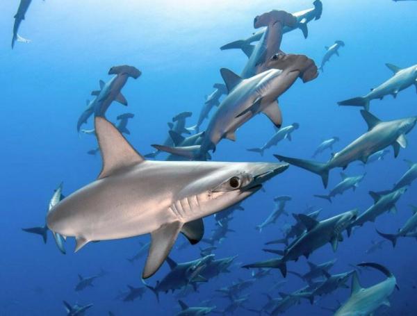 ‘Los tiburones martillo están casi extintos’: La advertencia de un ...