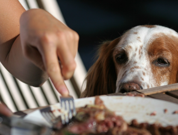 Conozca cuáles son las razas de perros que menos toleran estar solos