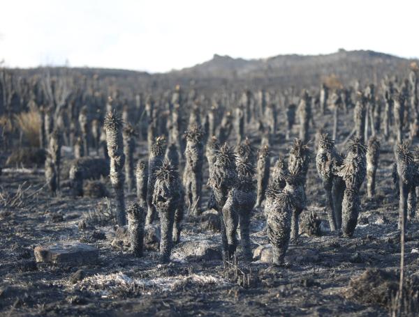 Las desoladoras imágenes que dejan los incendios forestales de esta ...