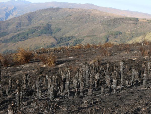 Incendios forestales han quemado 17.443 hectáreas