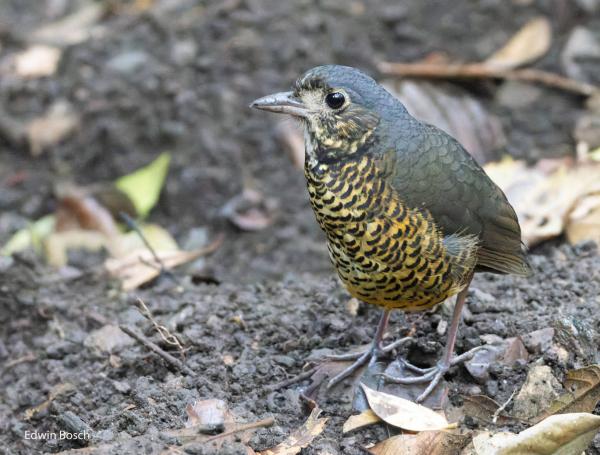 Ave Grallaria de El Dorado, la nueva especie descubierta en el Caribe ...