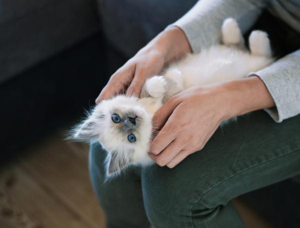 Qué significa que un gato se suba sobre sus piernas