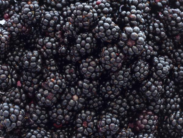 El jugo de mora puede reducir el azúcar en sangre, pero si lo prepara ...