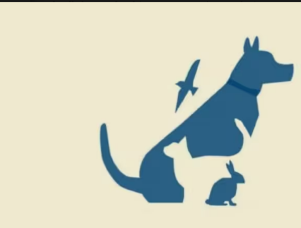 Test visual: si elige este animal significa que es más inteligente que ...