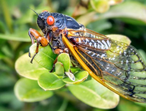 El mapa que muestra dónde aparecerán los insectos más ruidosos en ...