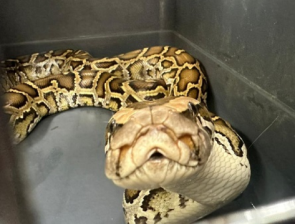 Pitón de Birmania fue encontrada en cautiverio en Valle del Cauca