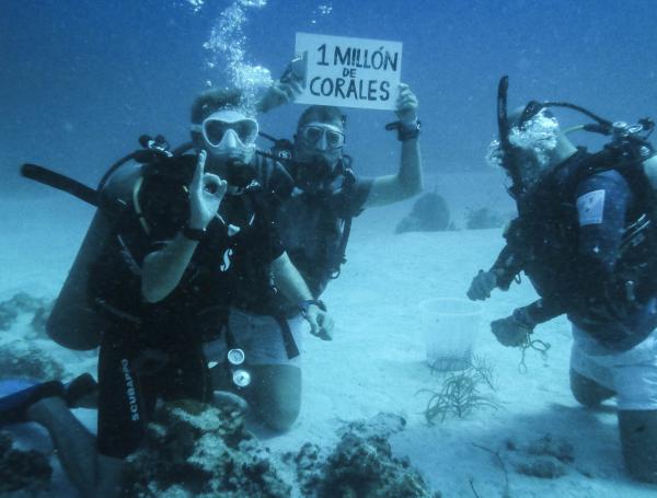 Un millón de corales: así logró Colombia marcar un hito global por la ...