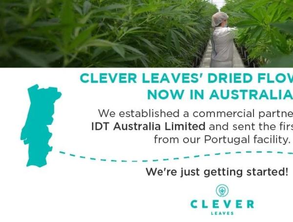 Incendio en Clever Leaves, productora de cannabis, en Pesca, Boyacá: se investigan causas