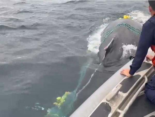 Video: los detalles del rescate de una ballena atrapada por una malla ...