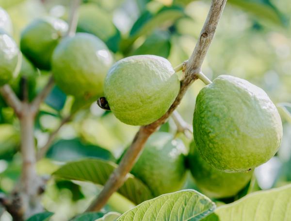 El poder del agua de guayaba con canela: para qué sirve esta ...