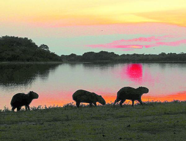Con tres frecuencias semanales, Satena anuncia nueva ruta hacia Yopal ...