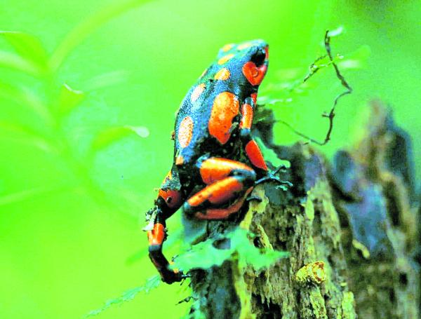 Oportunidades y desafíos que esconde el Chocó Biogeográfico