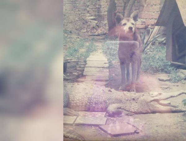 Ñata, el cocodrilo que creció como 'mascota' en una casa de Palmira ...