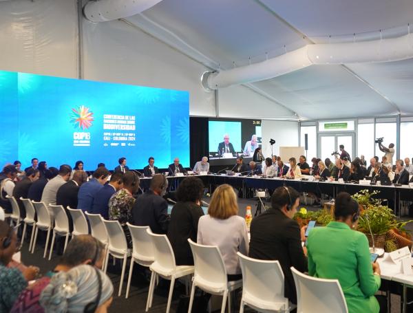 Así avanza la COP16 hoy 31 de octubre en Cali | Pilas a los eventos ...