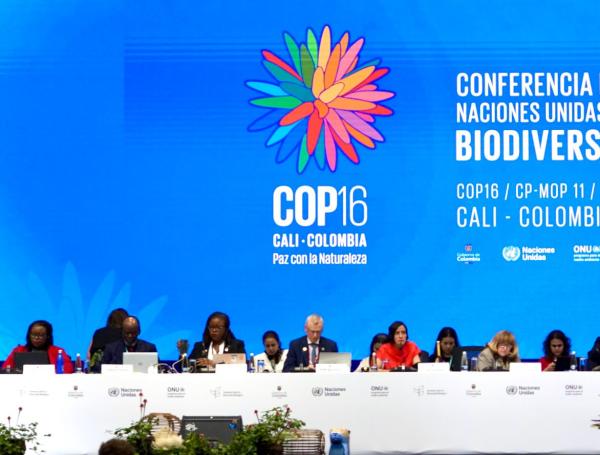 Último día de la COP16 en Cali | Así avanza la jornada de cierre de la ...