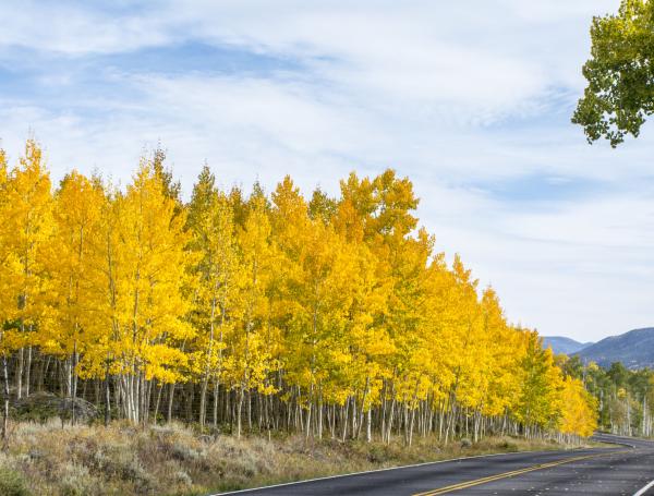Así es Pando: uno de los seres vivos más antiguos de la tierra