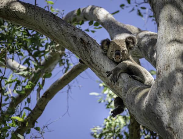El animal cuyas huellas podrían confundirse con las de un humano: no es ...