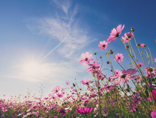 Comenzó el equinoccio de primavera: qué es y cómo afecta a la duración ...