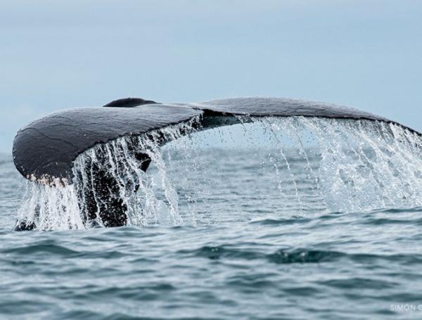 Llega a salas ‘Choibá: la danza de la ballena Yubarta’, un viaje junto ...