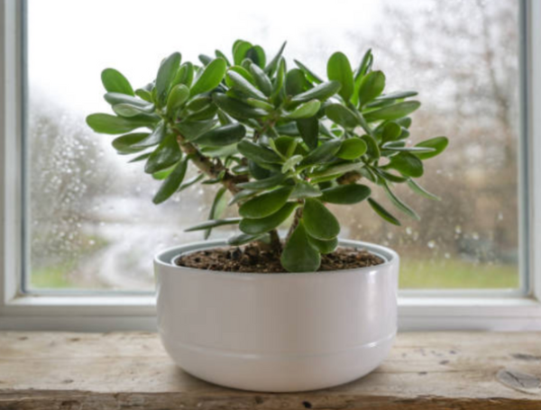 ¿Cuál es el lugar correcto para poner la planta de jade para atraer ...