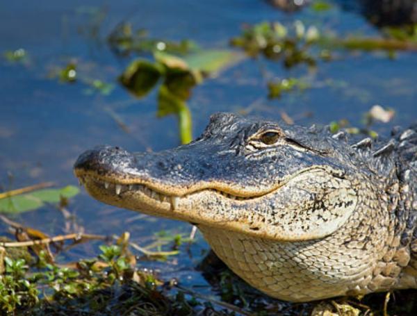 El verdadero motivo por el que hay tantos caimanes en Florida: datos ...