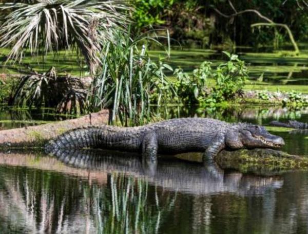 Cuidado: estos son los meses en que los caimanes en Florida son más ...