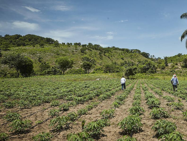 La tierra prometida: los avances y tensiones en la entrega de tierras ...