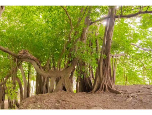 Isla Fuerte | El paraíso colombiano de Córdoba del que poco se habla ...