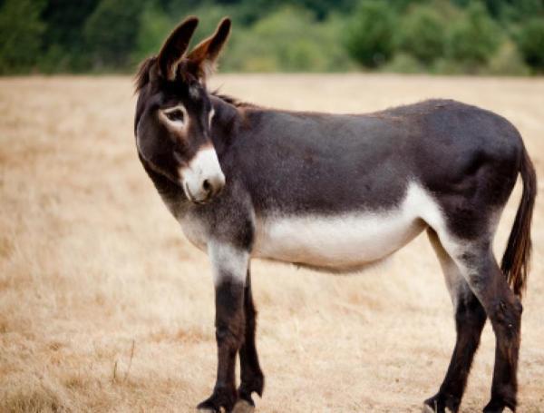 ¿Cómo se llama la cría del burro y la yegua? El híbrido que ha ...