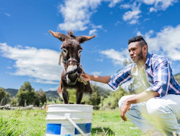 ¿Cómo se llama la cría del burro y la yegua? El híbrido que ha ...