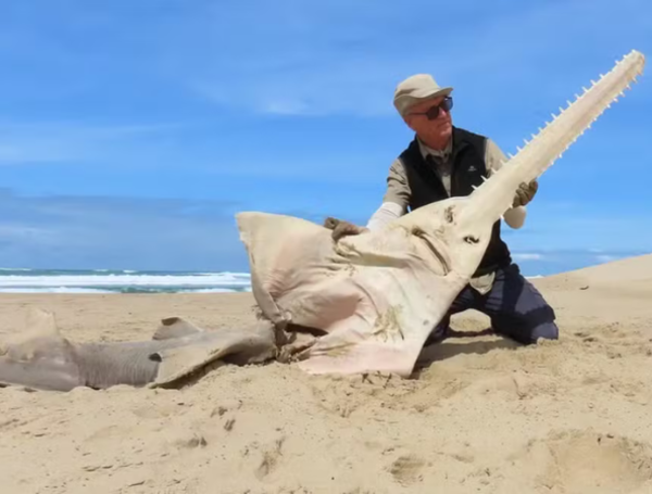 Hombre encuentra en playa africana un pez sierra, extinto desde hace 26 ...
