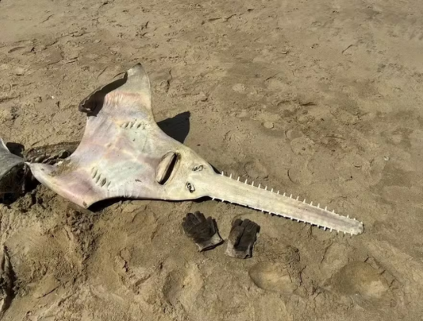 Hombre encuentra en playa africana un pez sierra, extinto desde hace 26 ...