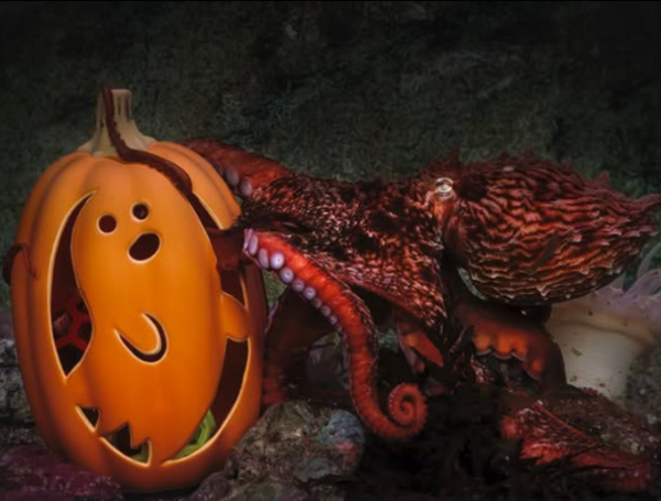 La conmovedora historia del pulpo que muere mientras protege a sus ...