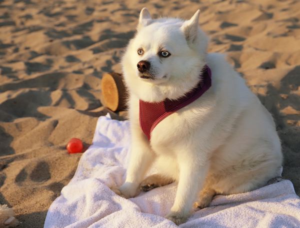 Cruces de perros: la nueva moda en Colombia que preocupa a los ...