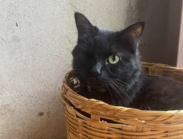 La historia de la gata negra que sobrevivió a un ritual de Halloween y ...