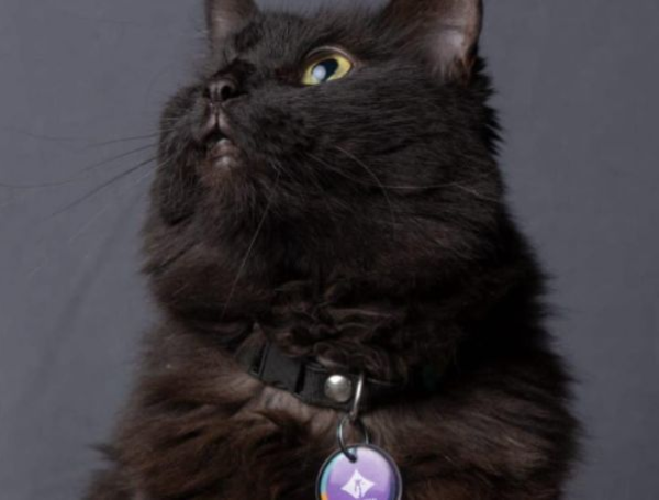 La historia de la gata negra que sobrevivió a un ritual de Halloween y ...