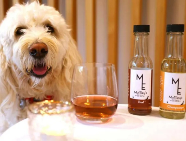 Empresa vende vino sin alcohol para perros y gatos en Nueva Zelanda ...